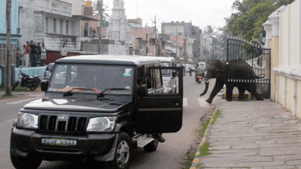 Elephant attacks in India | The Times of India