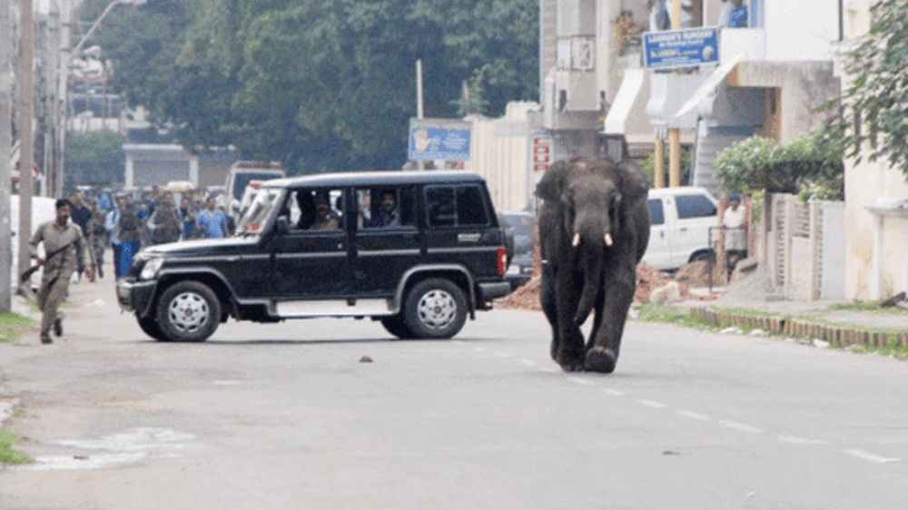 Elephant attacks in India | The Times of India