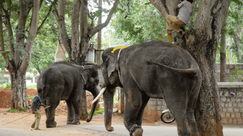 Elephant attacks in India | The Times of India
