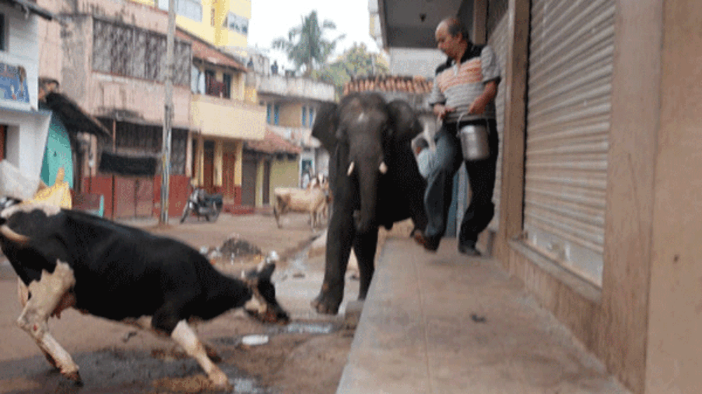 Elephant attacks in India | The Times of India