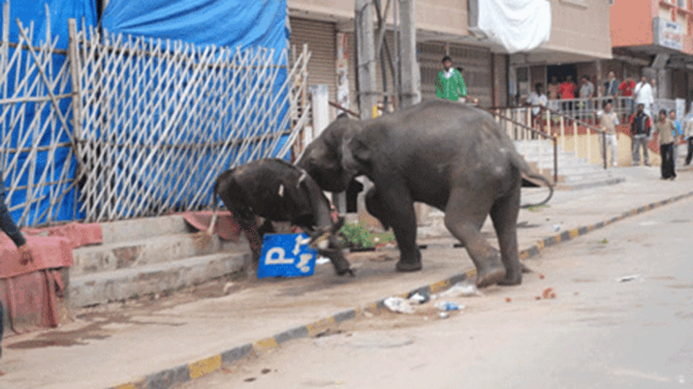 Elephant attacks in India | The Times of India
