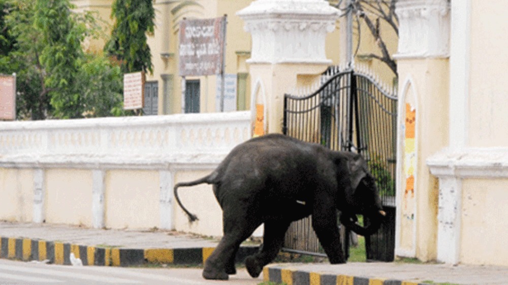 Elephant attacks in India | The Times of India