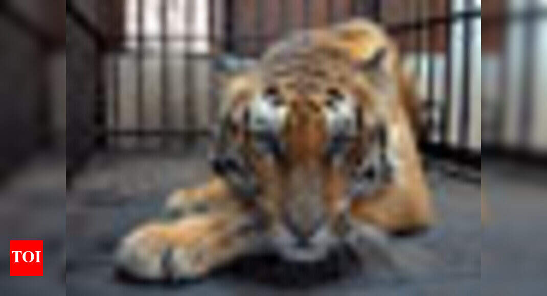 Tiger relocation started - Times of India