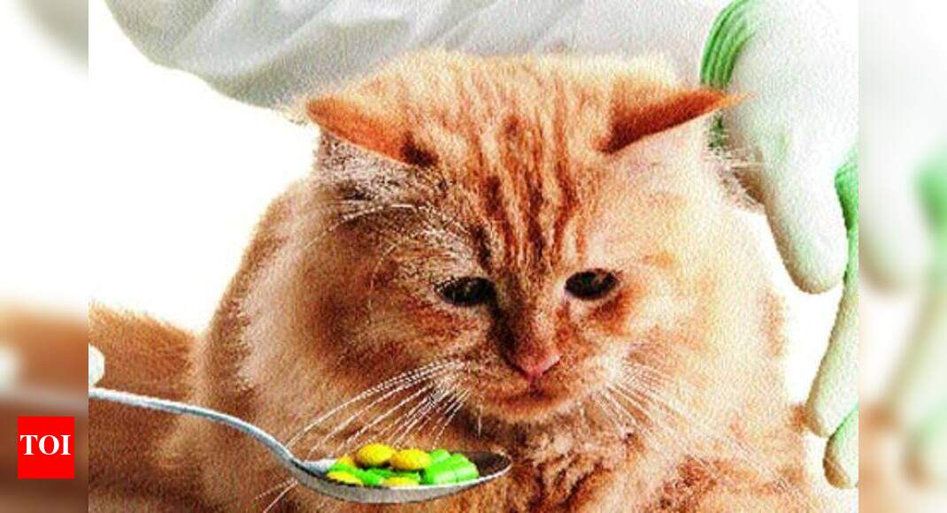 5 tips to get your cat to take pills - Times of India