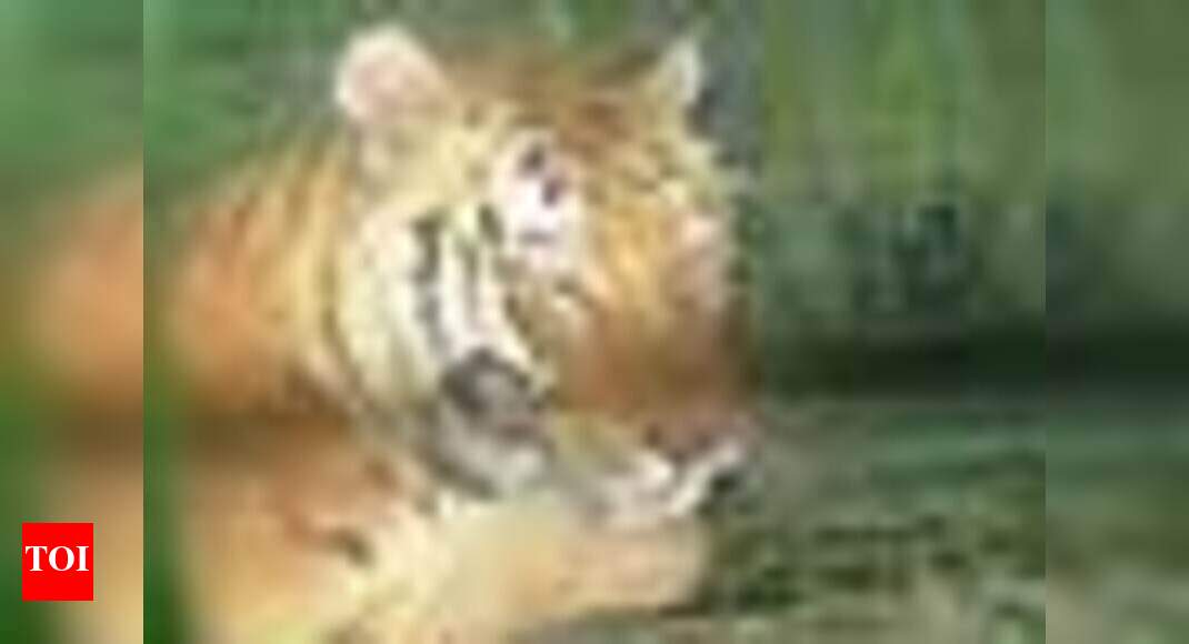 'Tigers may become first large predators to vanish' - Times of India