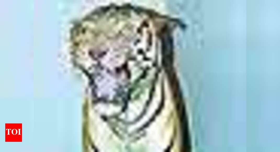 1930: Story of the first tiger relocation - Times of India