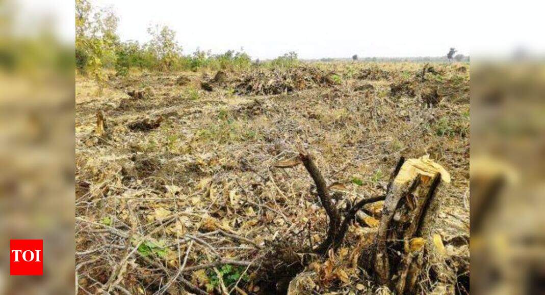 Very Dense Forest: Madhya Pradesh’s forest cover shrinking - Times of India