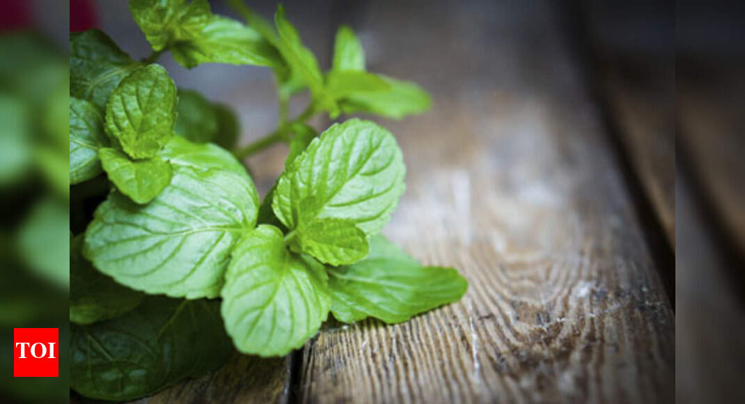 Try the magic of peppermint for health - Times of India