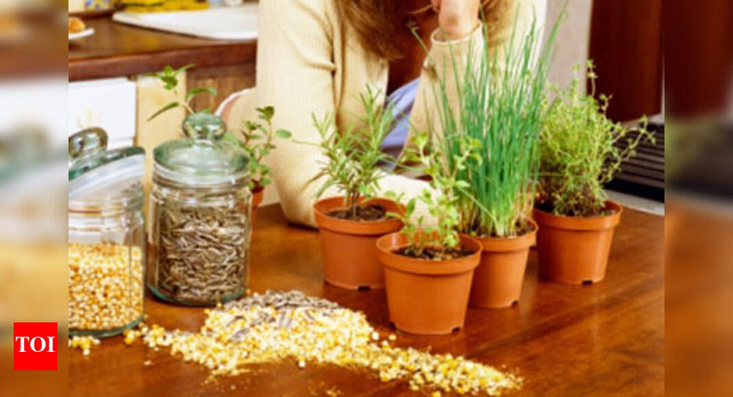 Make your own seeds for planting - Times of India