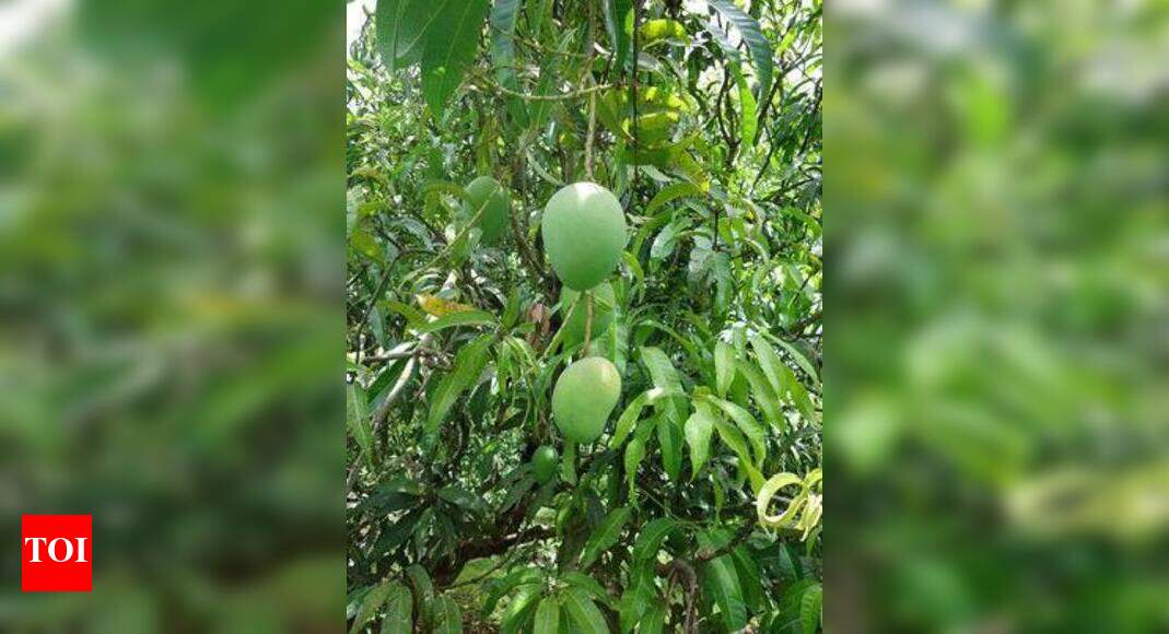 Mangoes take on new shapes to raise sales - Times of India