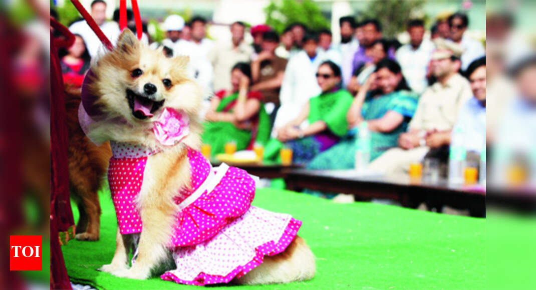 Pet pooches go fashionable - Times of India