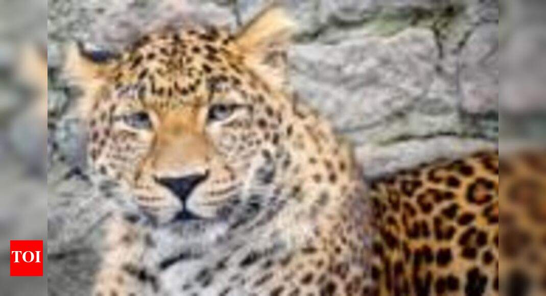 Vidya Athreya: Humans and leopards can co-exist: Wildlife biologist ...