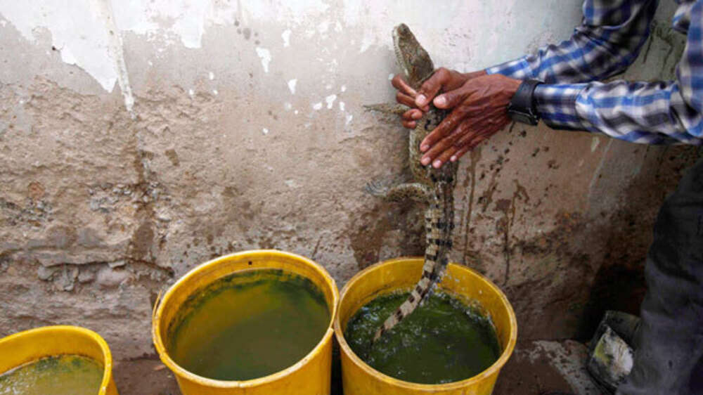 The crocodiles of Manghopir | The Times of India