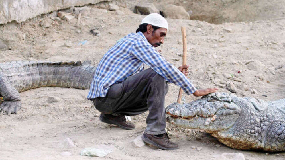 The crocodiles of Manghopir | The Times of India