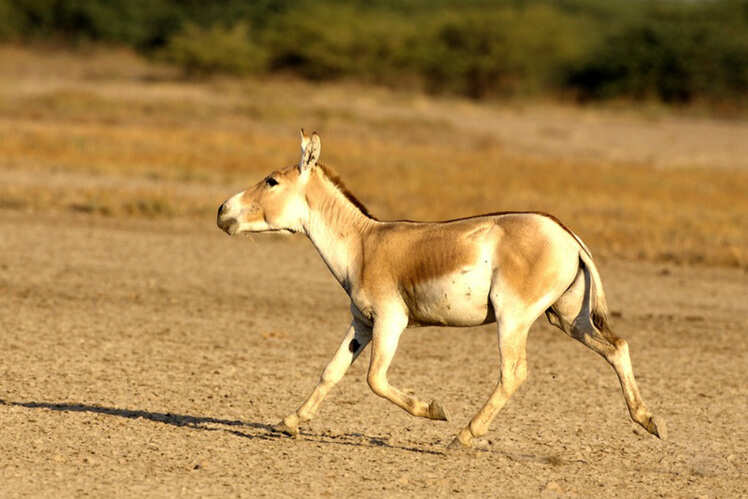 Mysterious Kutch | Times of India Travel