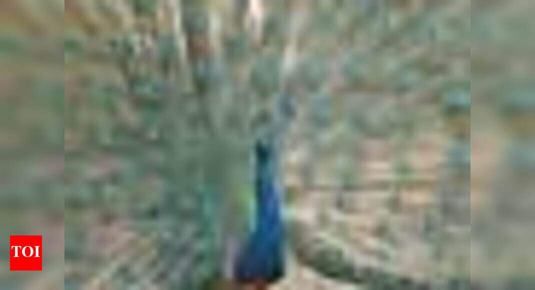 30 peacocks found dead in 5 days near Pune; probe on - Times of India