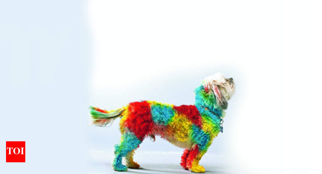 Colour your pet this summer - Times of India