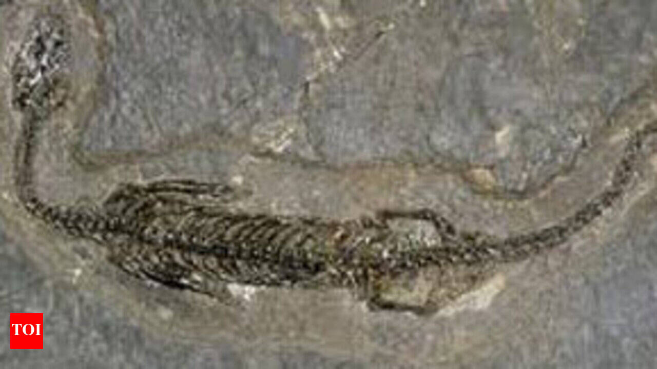 Meet Kryptodrakon Oldest Known Pterodactyl Found In China