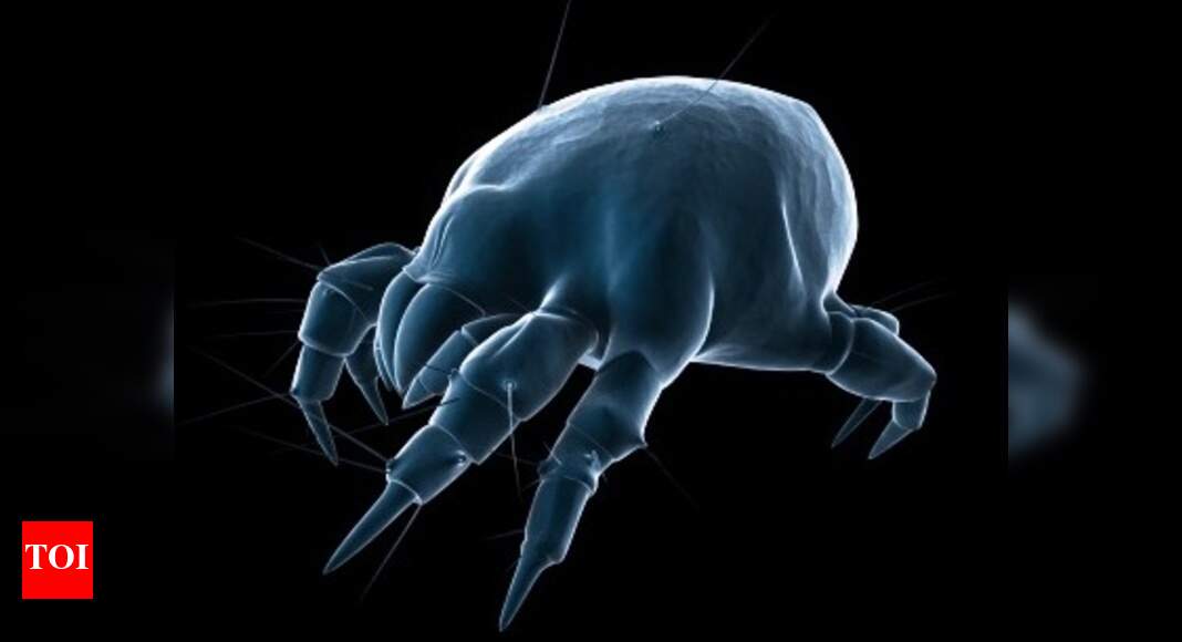 Southern California Mite: Mite sets new record as world's fastest land ...