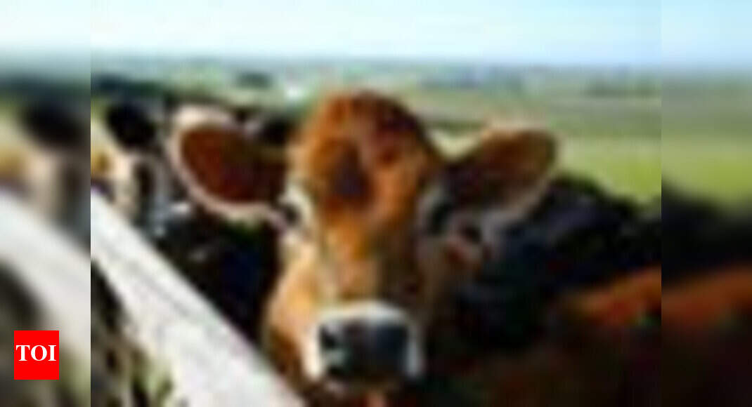 Cattle burping can lead to global warming - Times of India