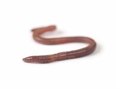 Cancer-causing worm heals wounds: Study - Times of India