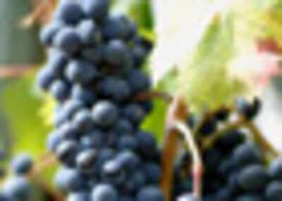 Grapes, red wine to fight breast cancer - Times of India