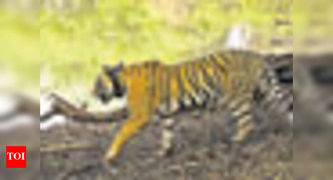 13 tigers poached in last two years - Times of India