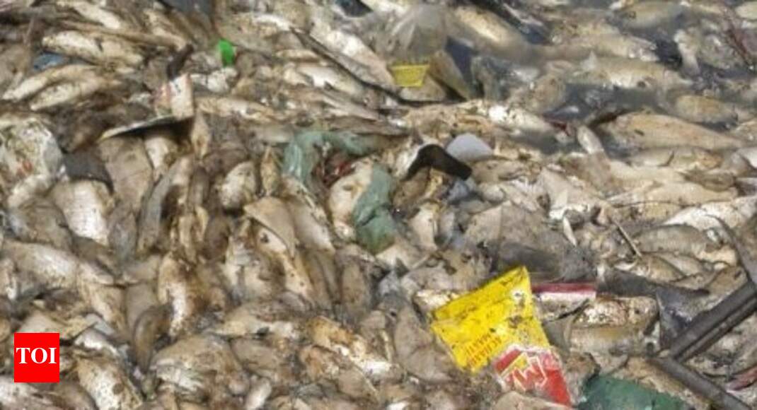 Dead fish found in Yamuna in Agra | Agra News - Times of India