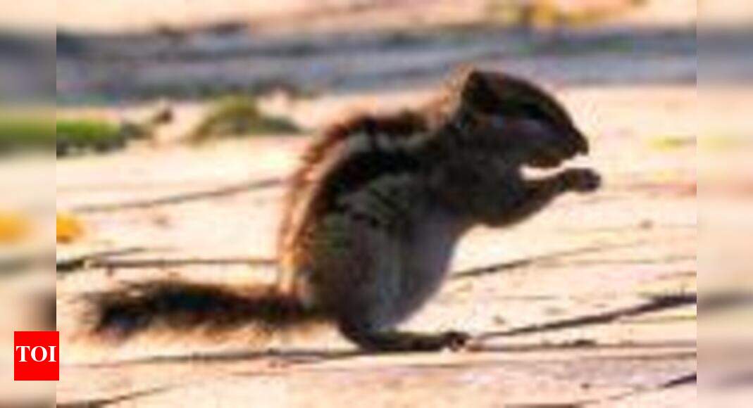 Wildlife enthusiasts spot giant flying squirrel in Gujarat's Polo ...