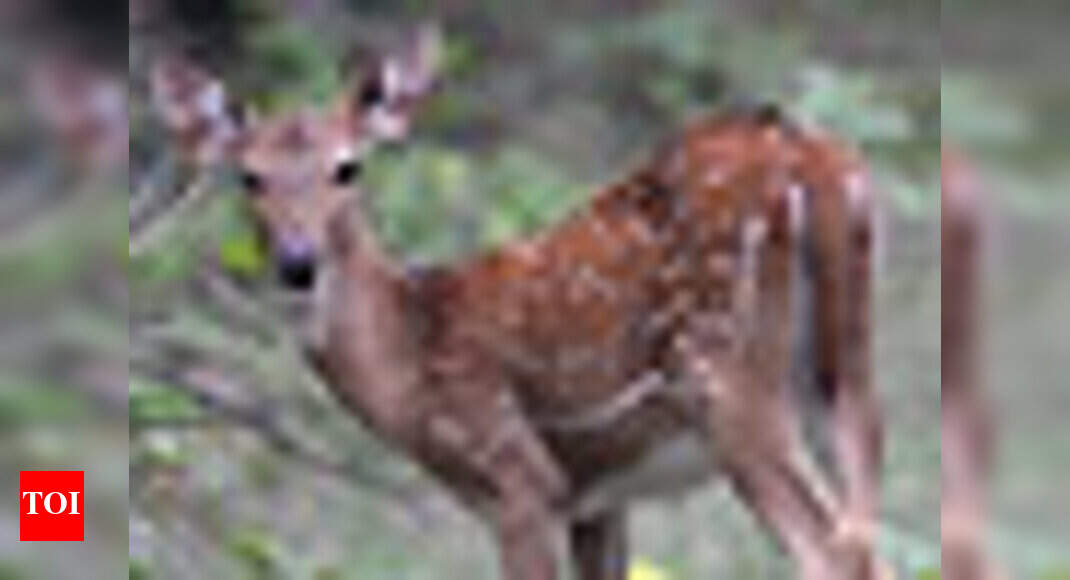 Three arrested for killing spotted deer - Times of India