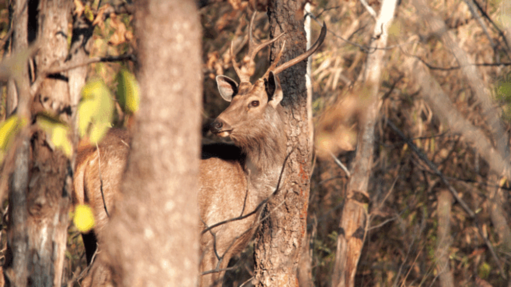 Mumbai safari | The Times of India