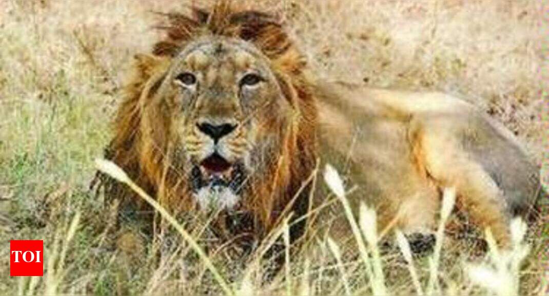 4 lion deaths on rail tracks - Times of India