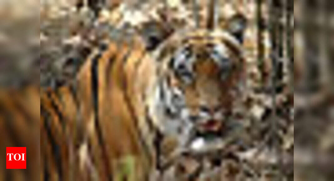 110 tigers lost in last six years: Data - Times of India