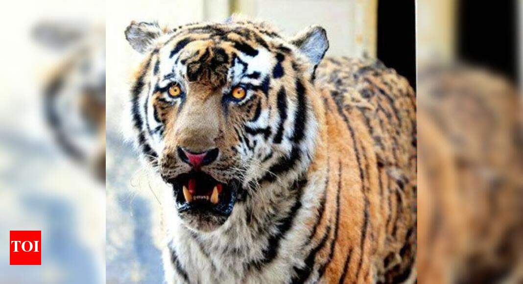 Rahman: The lord of Dudhwa tiger reserve - Times of India