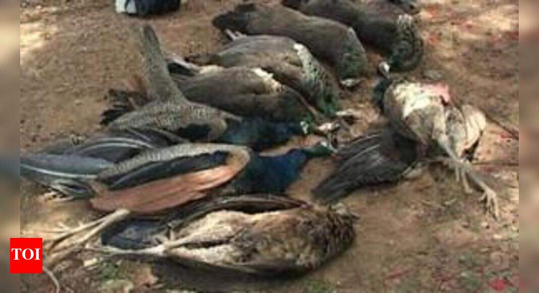 60 peacocks found dead in Warangal district - Times of India