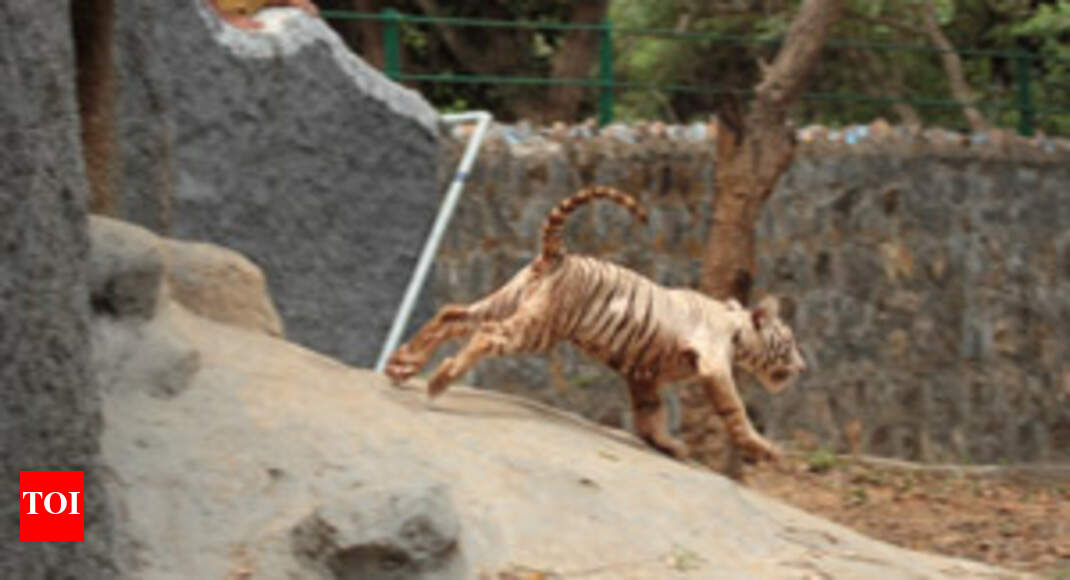 Five tiger cubs turn star attractions at Vandalur zoo | Chennai News ...