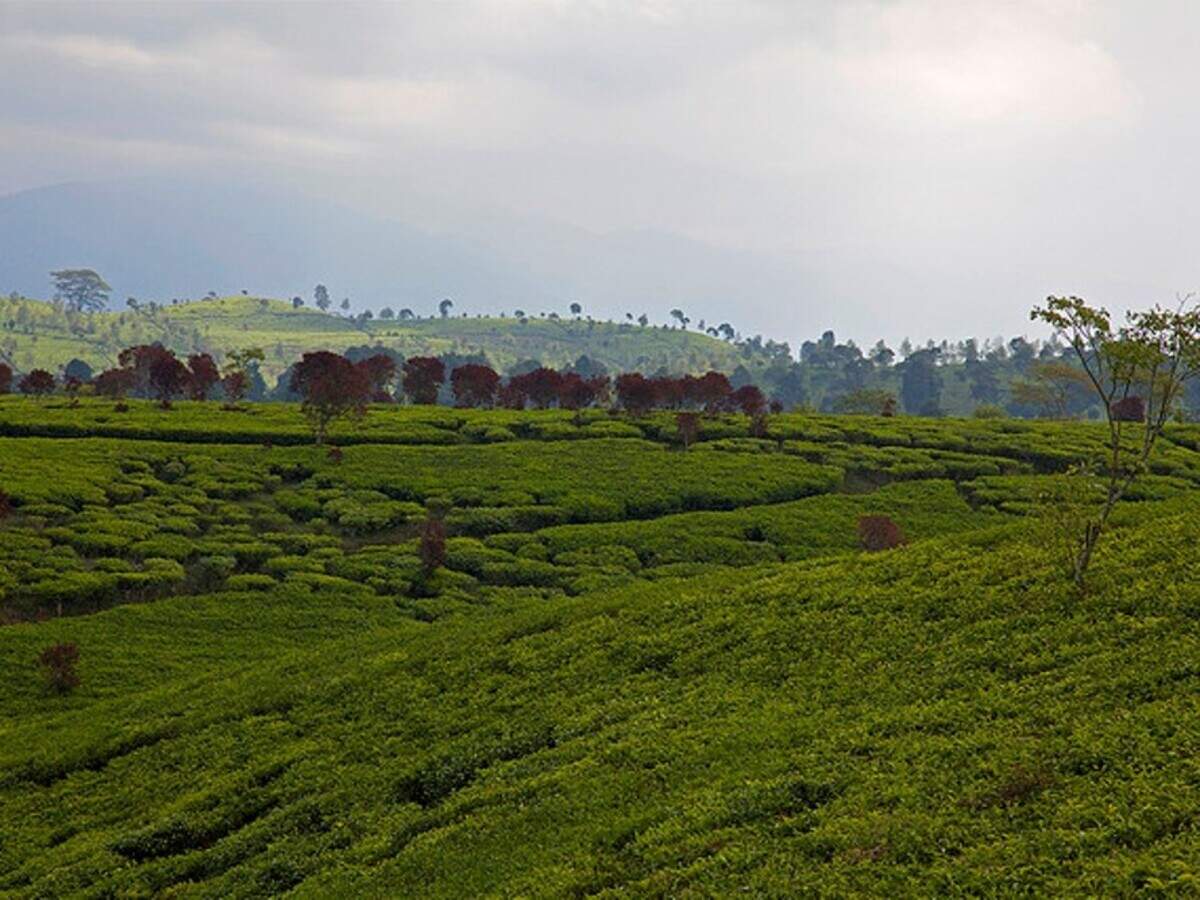 The magic of Malabar | TimesTravel