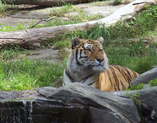 NYC zoo, NYC Aquarium, Happytrips.com | Times of India Travel