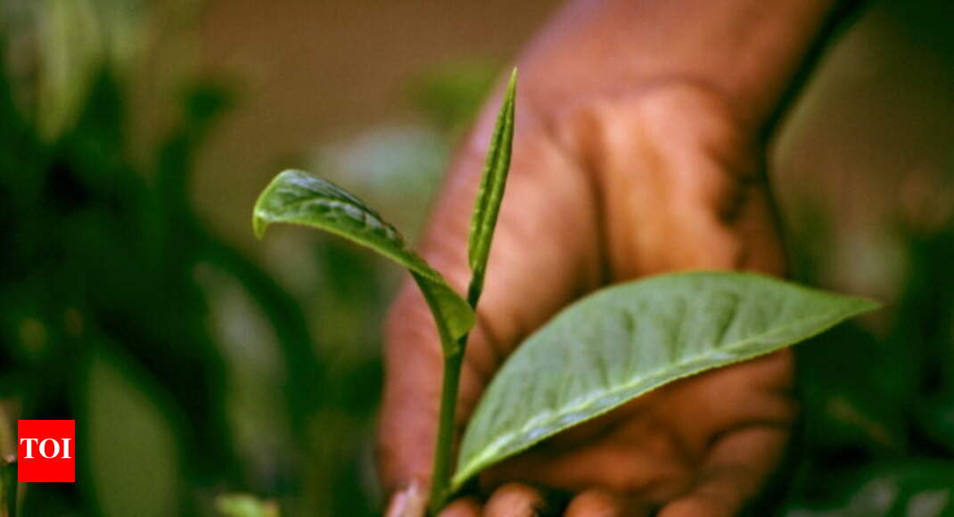 Tea contains harmful pesticide residues: Study | India News - Times of ...