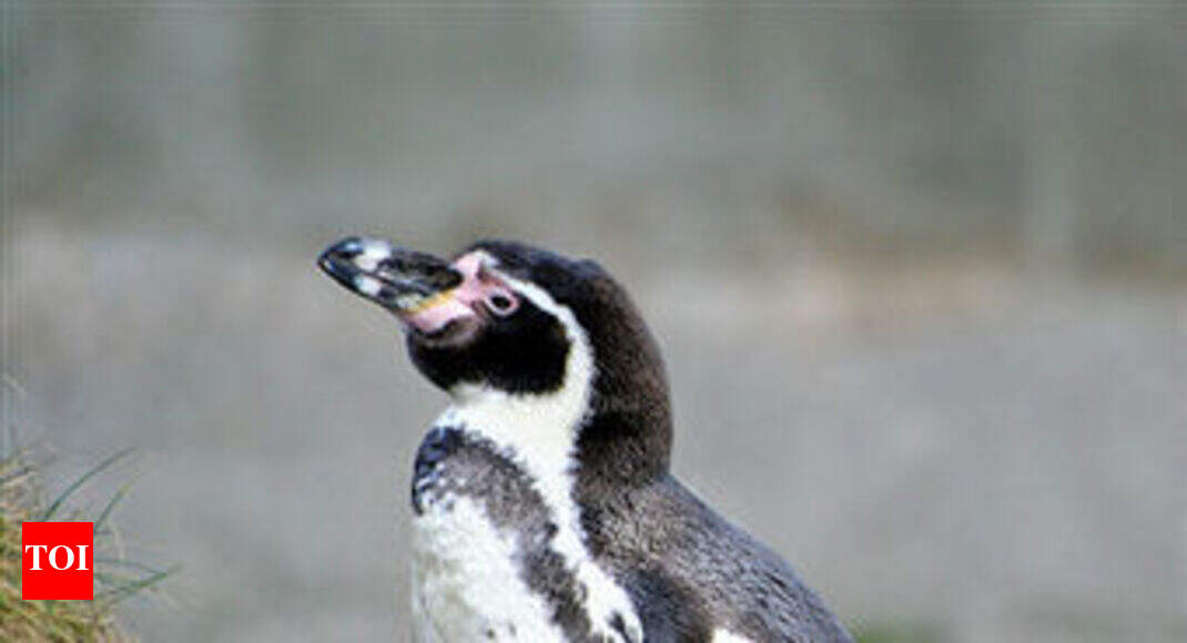 6 Penguins for Mumbai zoo at Rs 2.4cr; upkeep Rs 19cr | Mumbai News ...