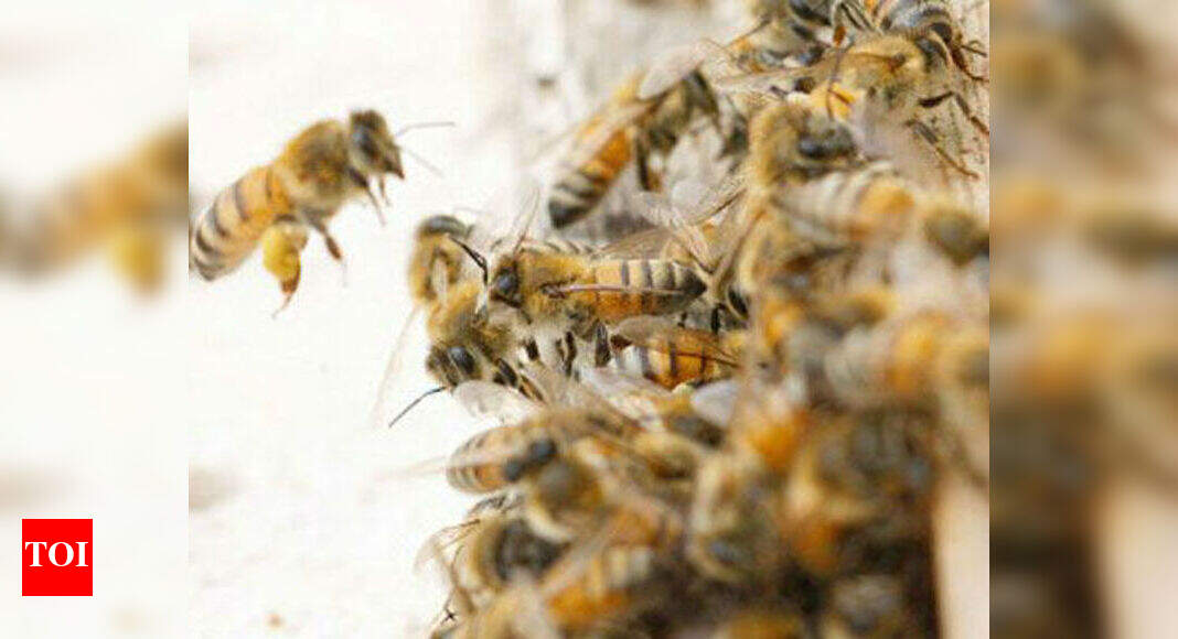Govt to ban pesticides harming bees | India News - Times of India