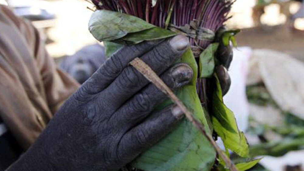 Khat - Somalia's paradise flower | The Times of India