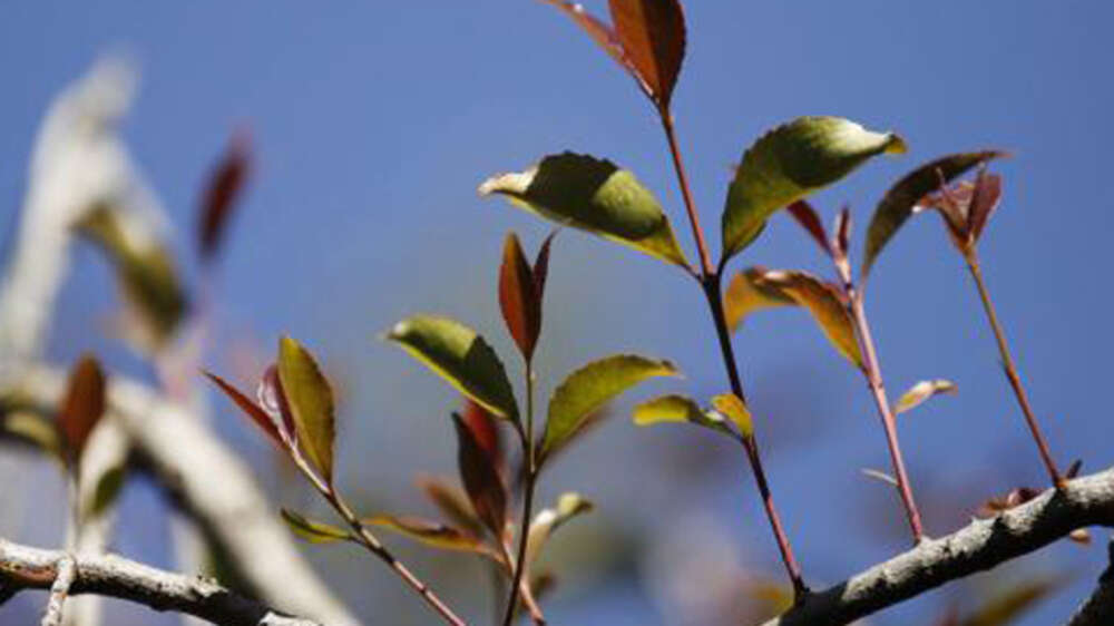 Khat - Somalia's paradise flower | The Times of India