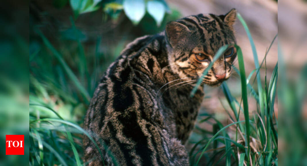 Elusive marbled cat sighted in Buxa Tiger Reserve - Times of India