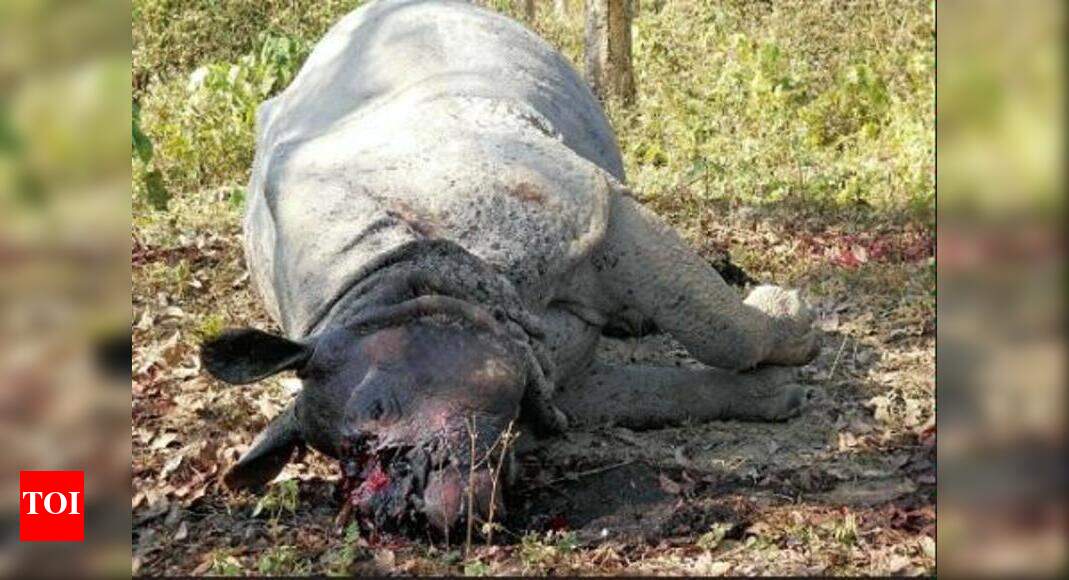 Centre to set up Special Rhino Protection Force in Assam - Times of India