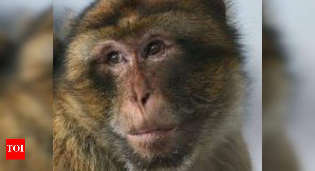 Zoo clueless as macaque dies, carcass rots for 3 weeks - Times of India