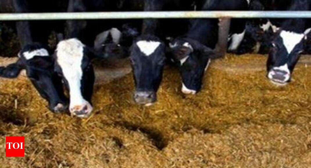 Fodder scam convict's 15 flats fetch Rs 6.91cr | Patna News - Times of ...