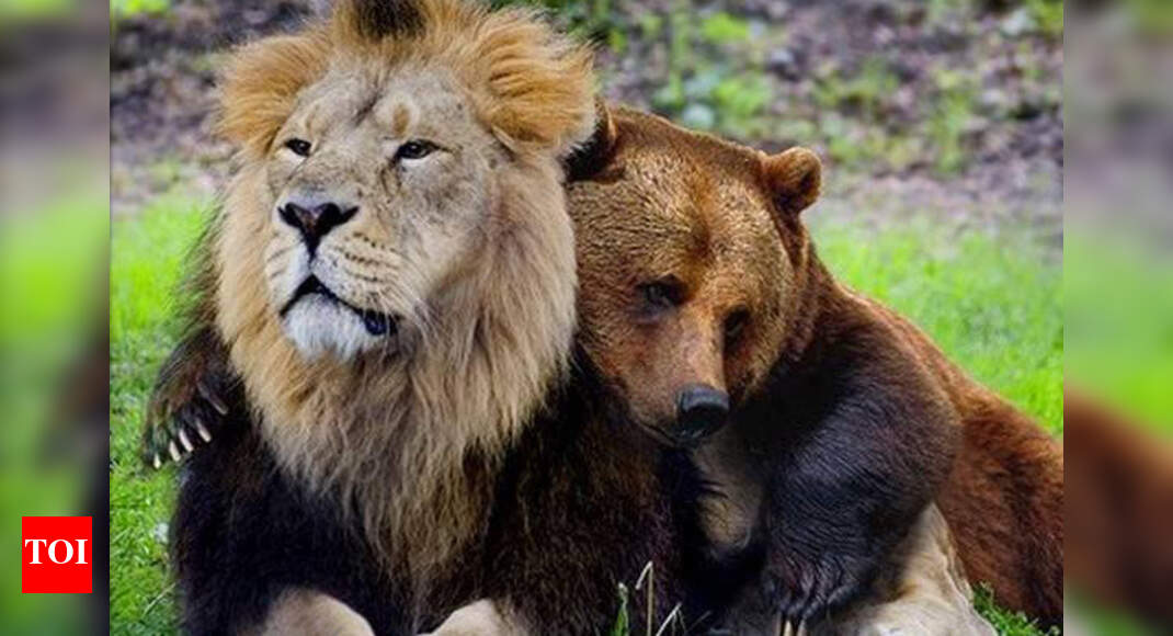 17 Animal Hugs That Will Melt Your Heart! - Times of India