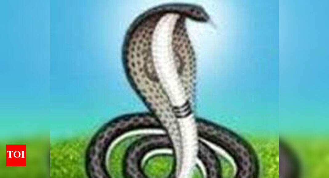 New snake species found in Ganjam named after Odisha - Times of India