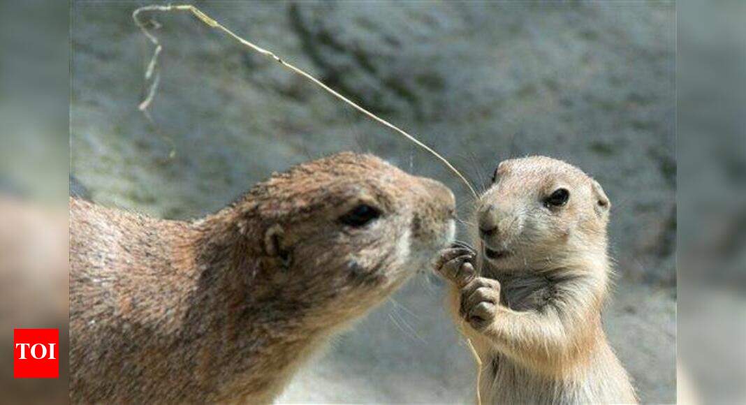 World Wildlife Fund: Global wildlife populations down by half since ...